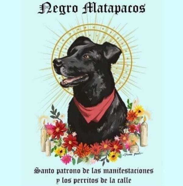 El “Matapacos” El Perro Anarco Callejero Chileno Símbolo Mundial De ...